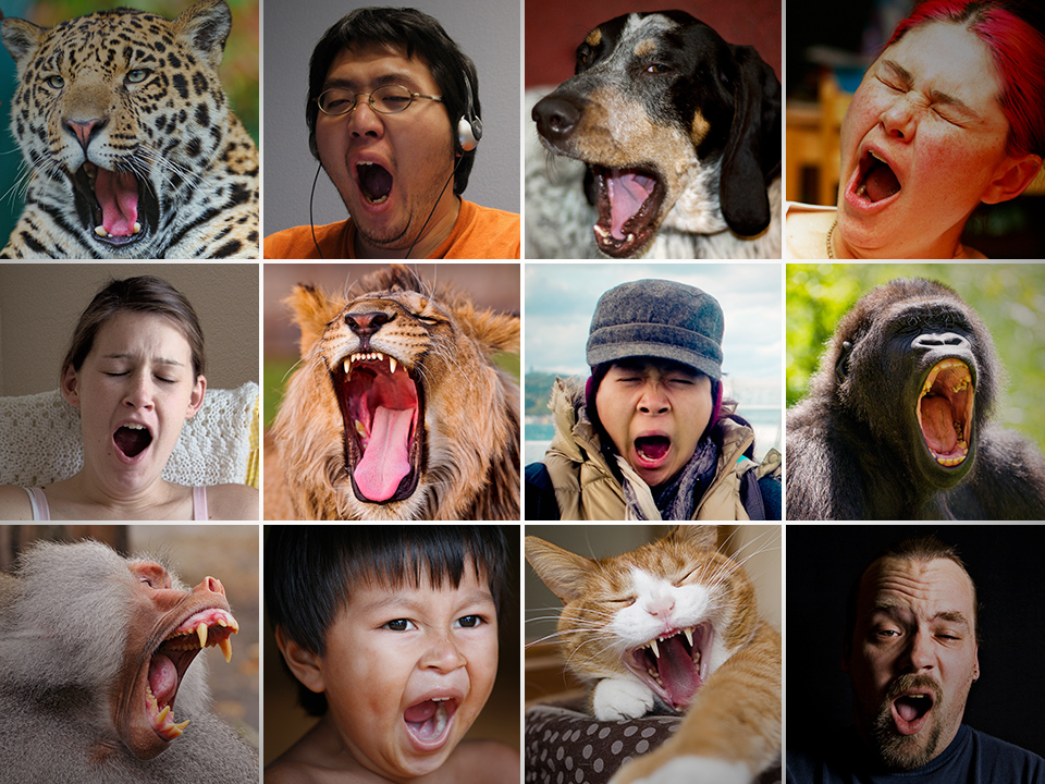 The yawning enigma – Dr Jen Martin